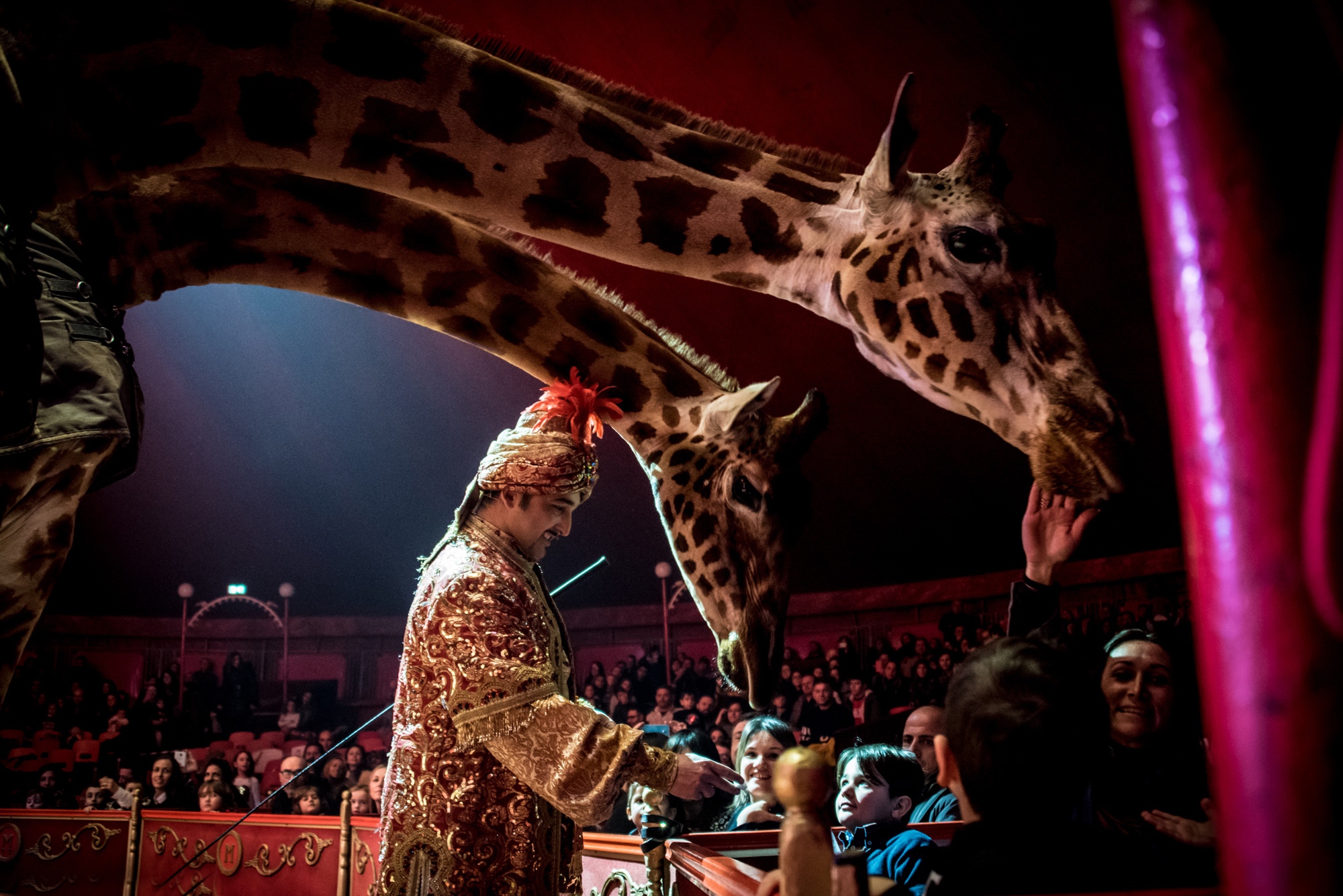 Il Circo Medrano - Circo da sette generazione e il progetto solidarietà